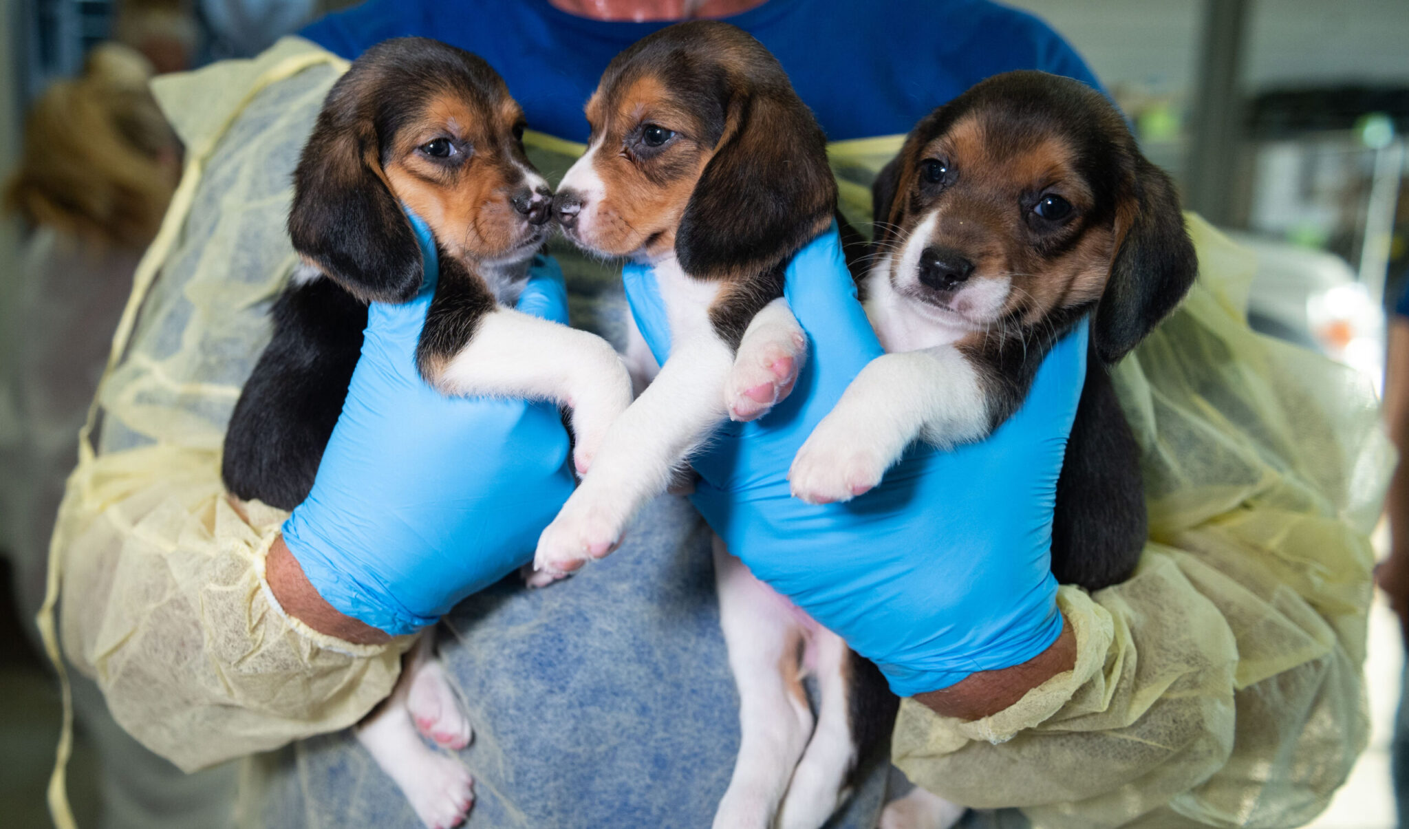 The Humane Society of the United States (The HSUS) | America's Charities