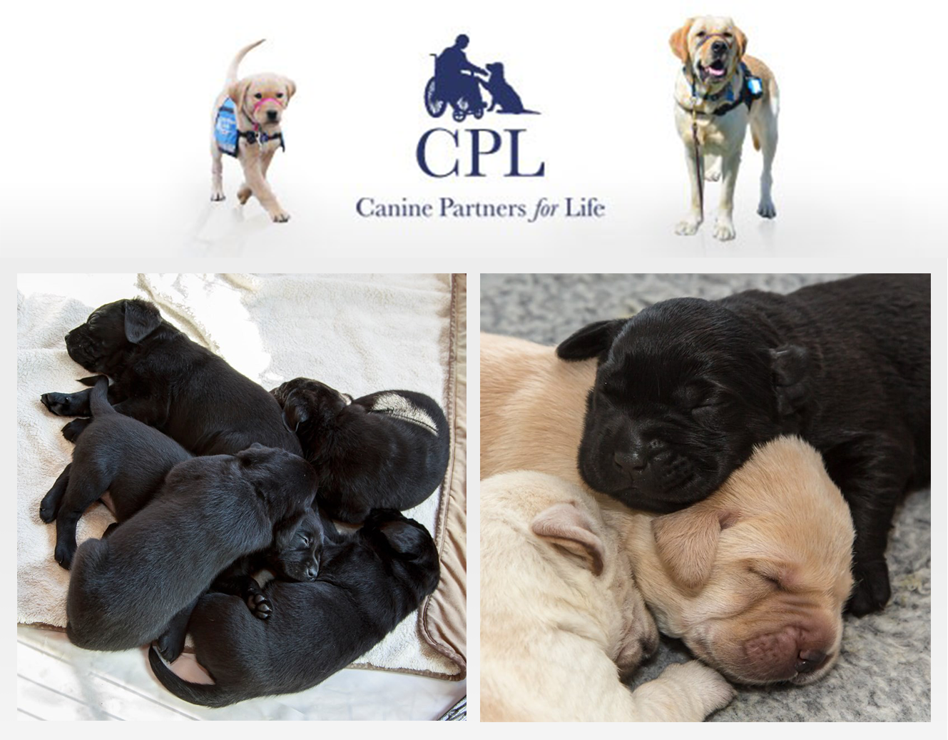 Have You Ever Raised a Puppy or Wanted to? Canine Partners for Life ...